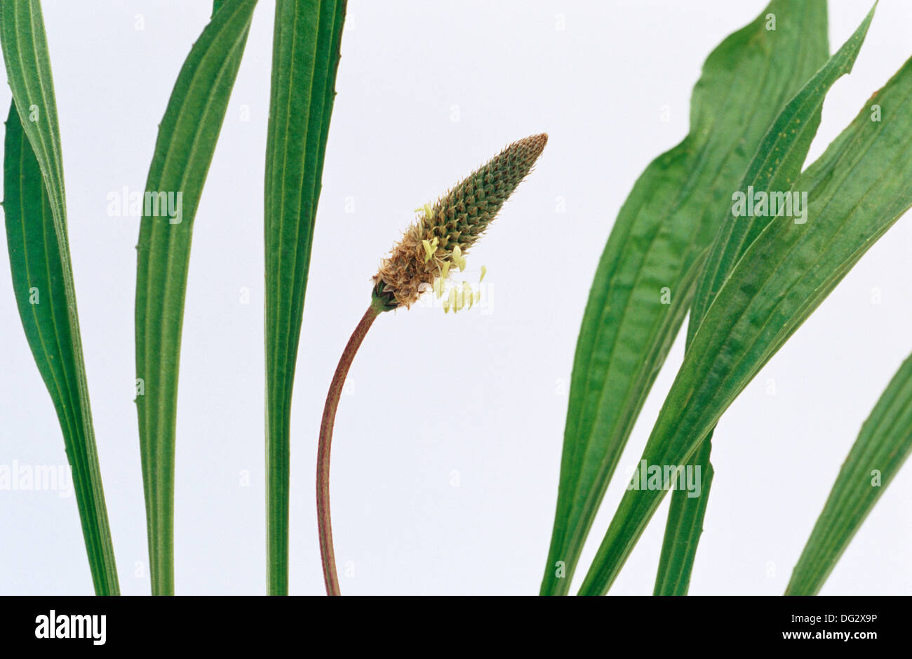 Ribgrass (Plantago lanceolata Stock Photo - Alamy