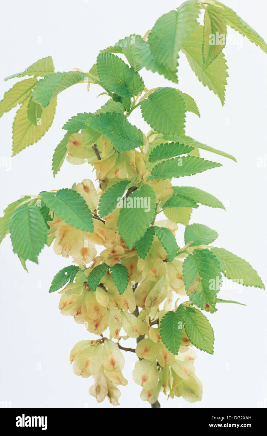 Smooth Leaved Elm Ulmus Carpinifolia High Resolution Stock Photography ...
