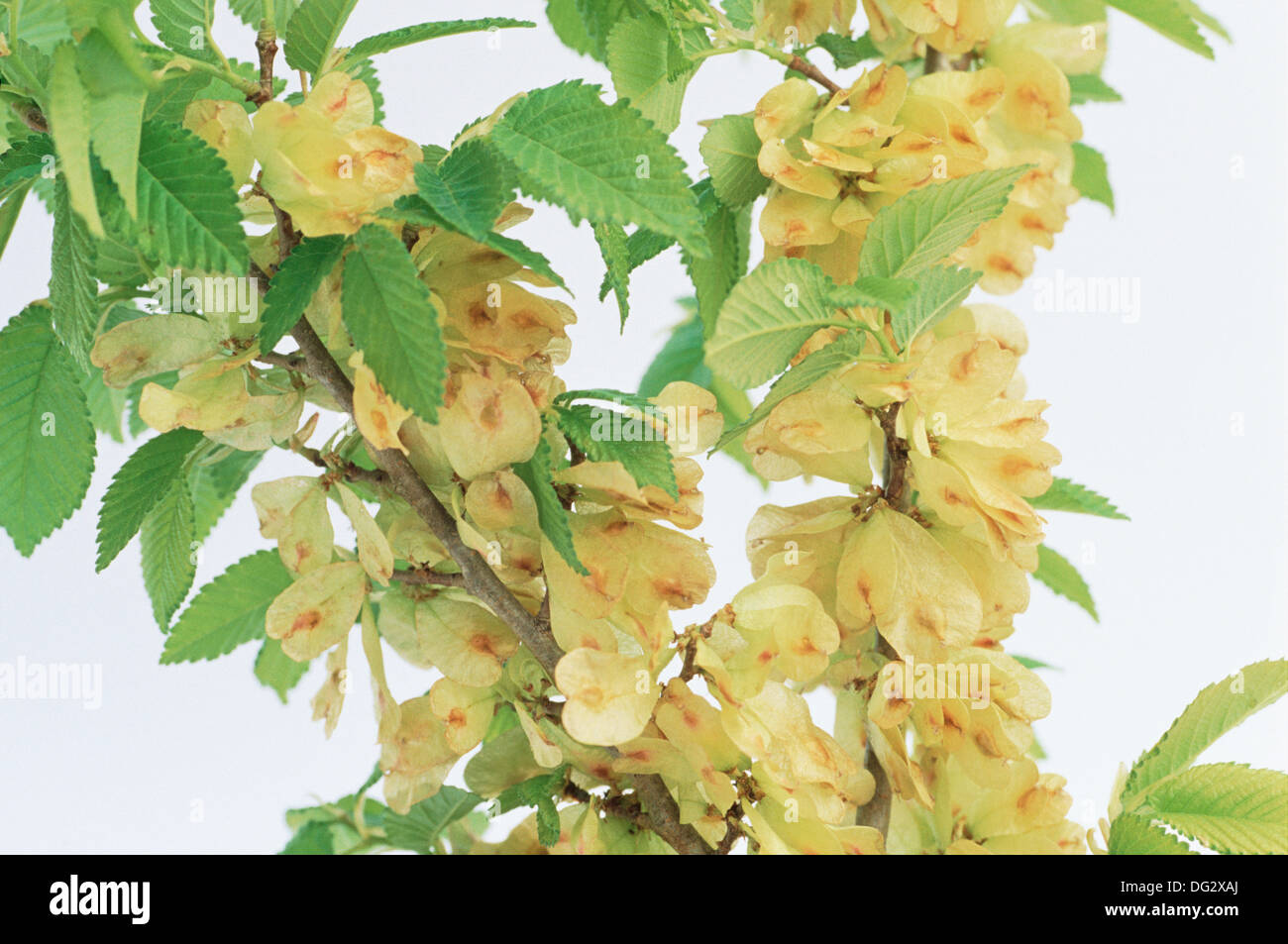 White elm flower hi-res stock photography and images - Alamy