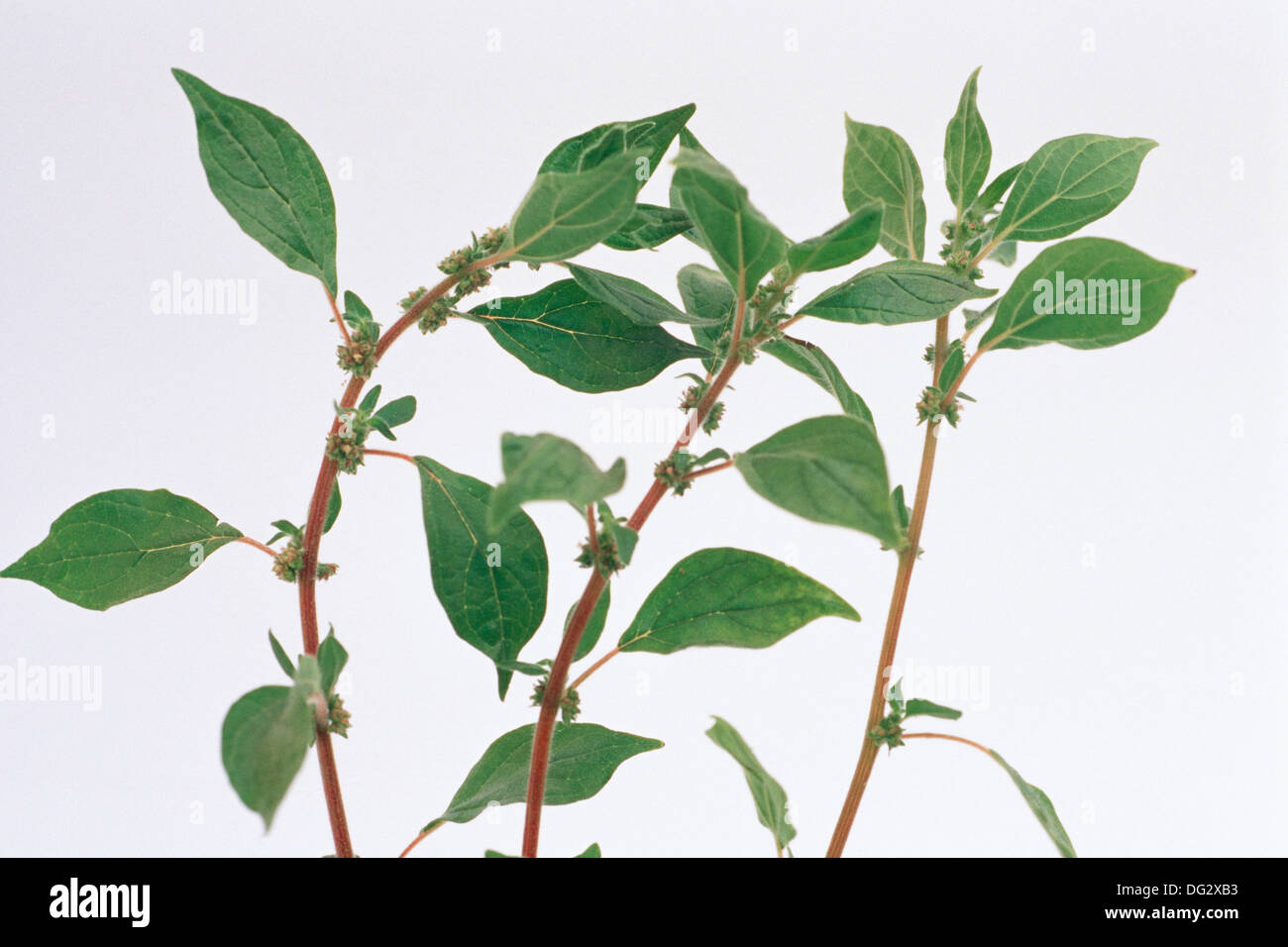 Parietaria officinalis plant hi-res stock photography and images - Alamy