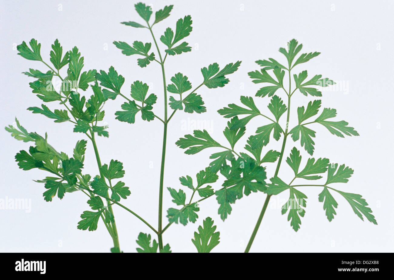 Hortense hi-res stock photography and images - Alamy