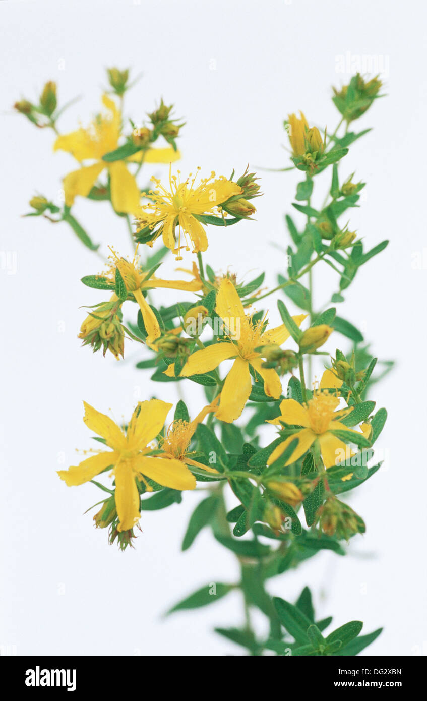 Perforatum hi-res stock photography and images - Alamy