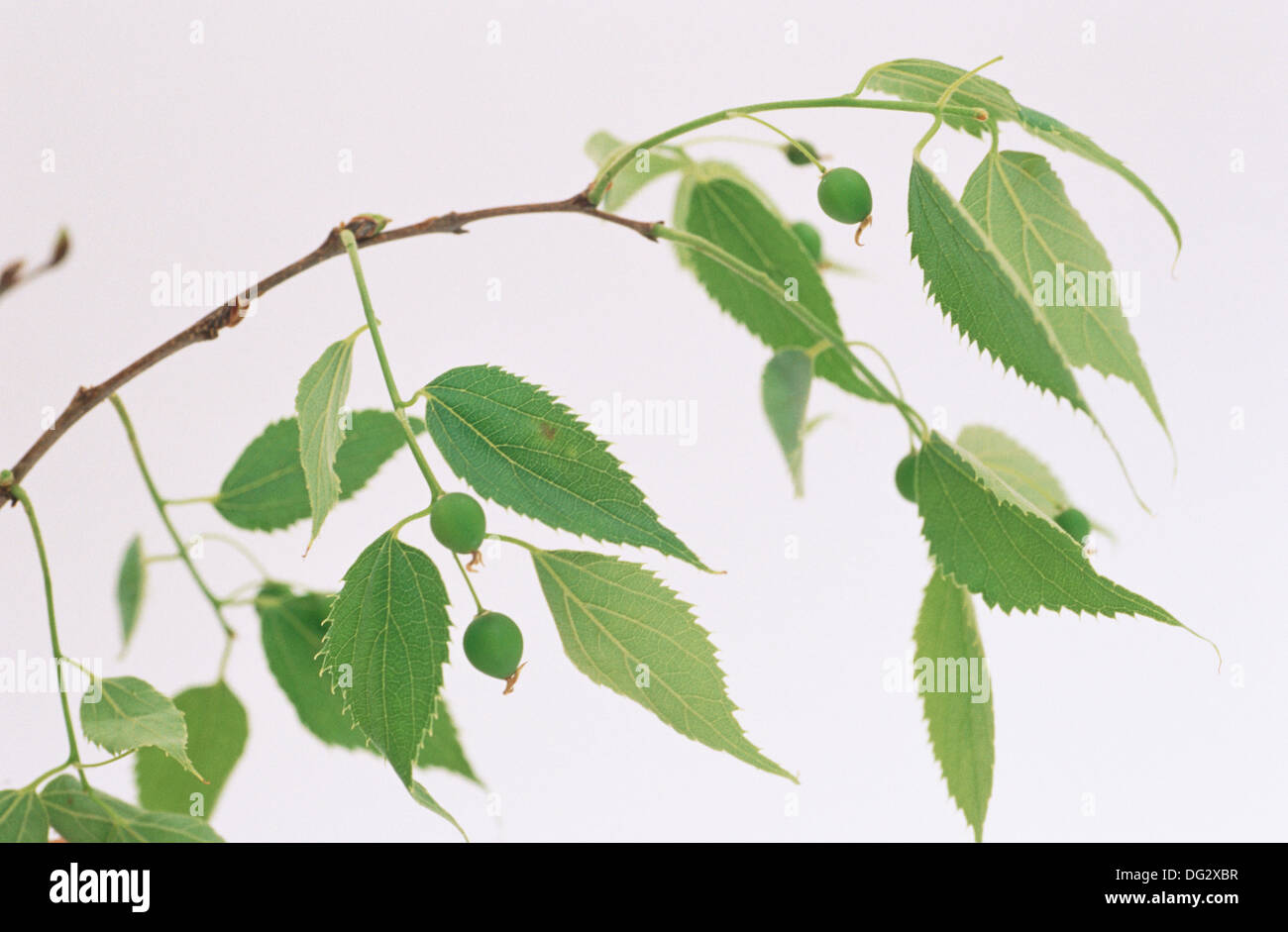 Hackberry celtis australis hi-res stock photography and images - Alamy