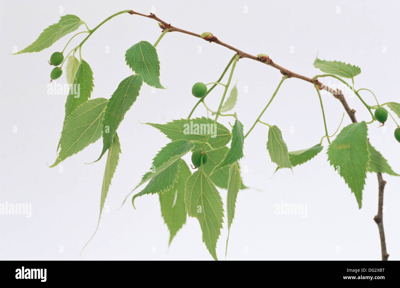 Hackberry celtis australis hi-res stock photography and images - Alamy