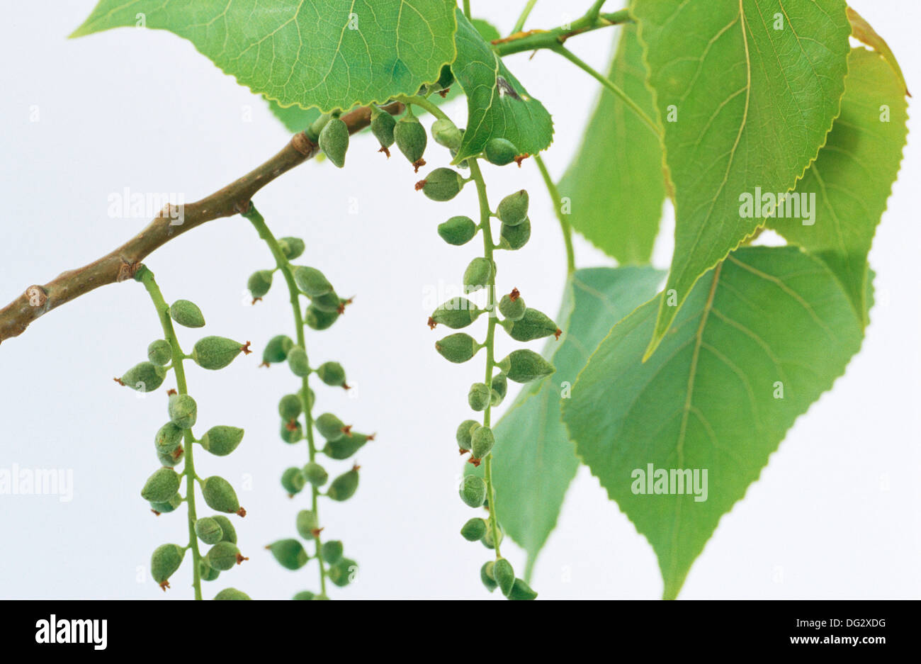 Black poplar branch hi-res stock photography and images - Alamy