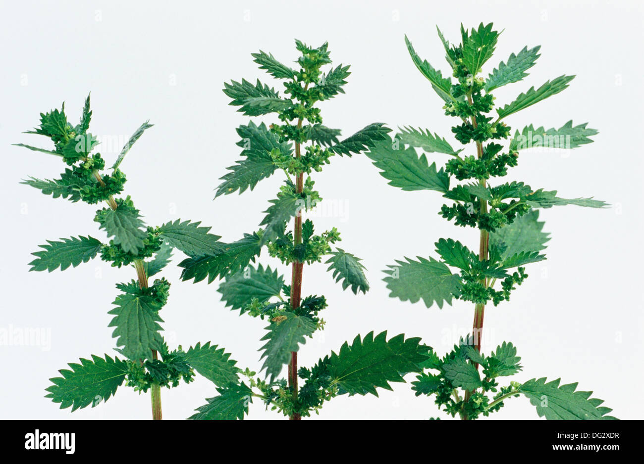 Dwarf nettle urtica urens hi-res stock photography and images - Alamy