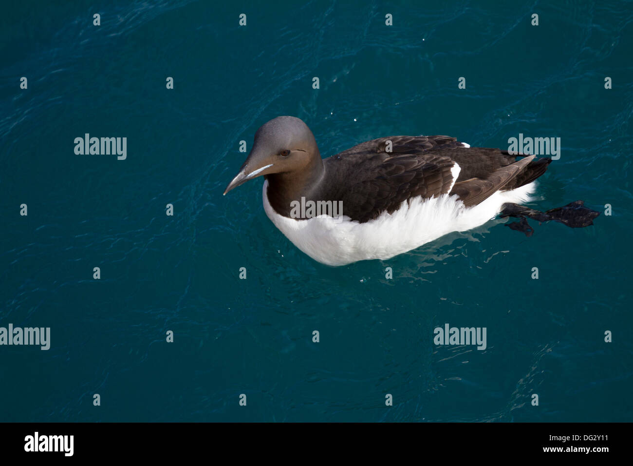 Brunnich’s guillemot hi-res stock photography and images - Alamy