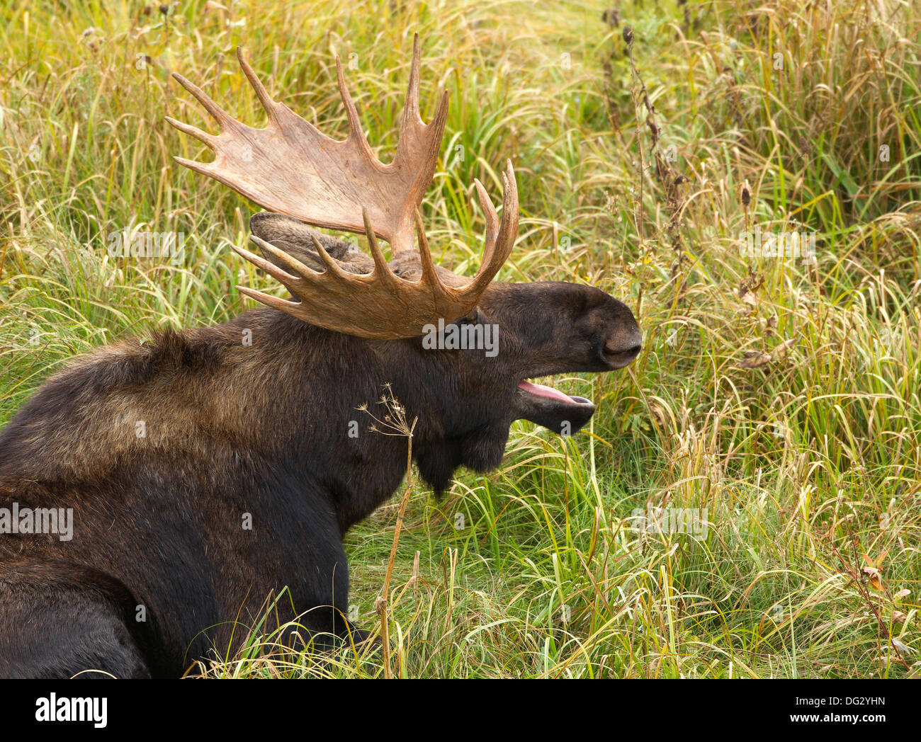 Moose lying down hi-res stock photography and images - Alamy