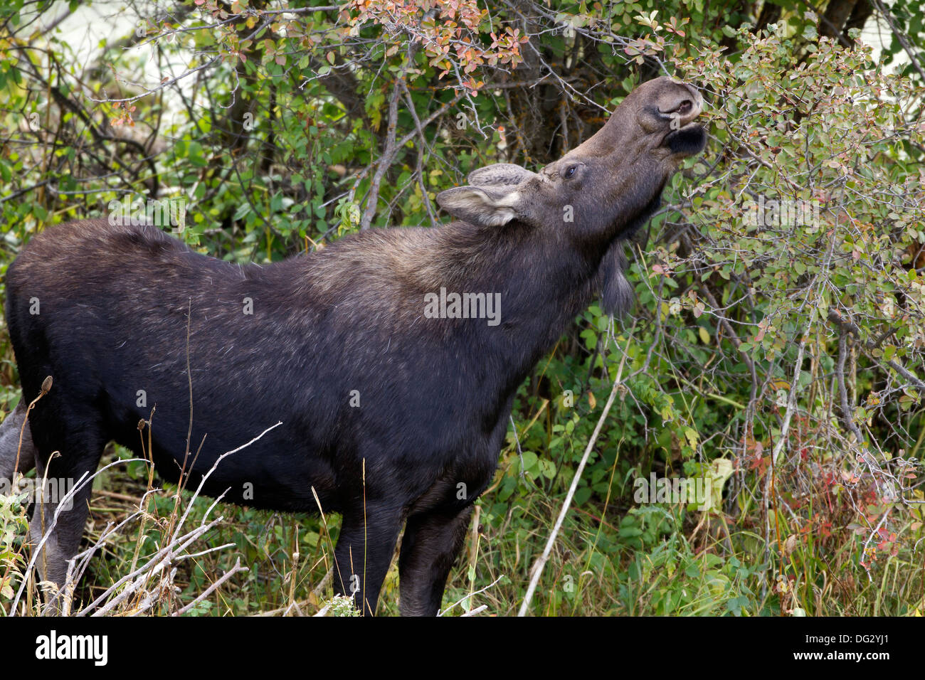 Cow browsing hi-res stock photography and images - Alamy