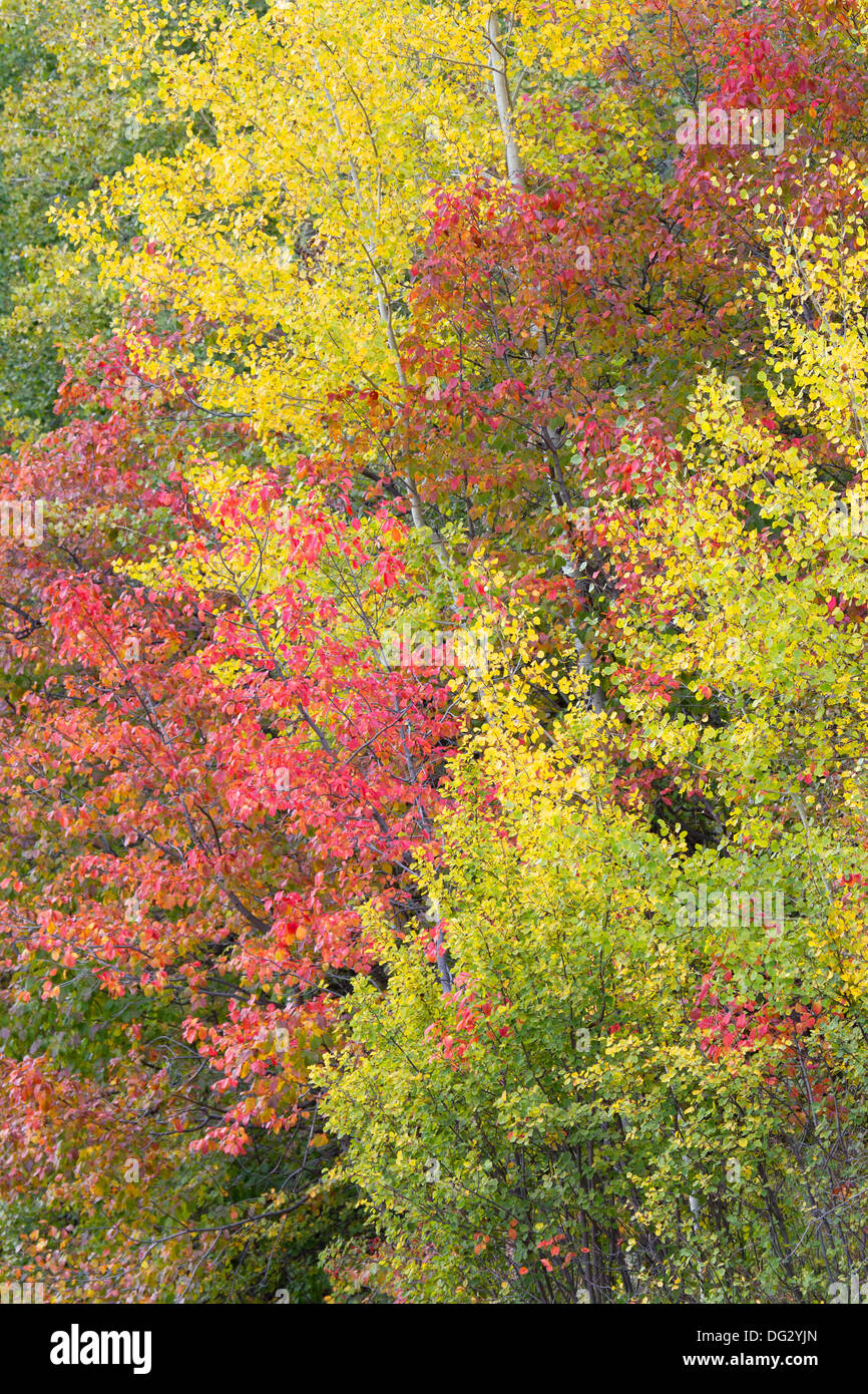Fall color yellow hi-res stock photography and images - Alamy