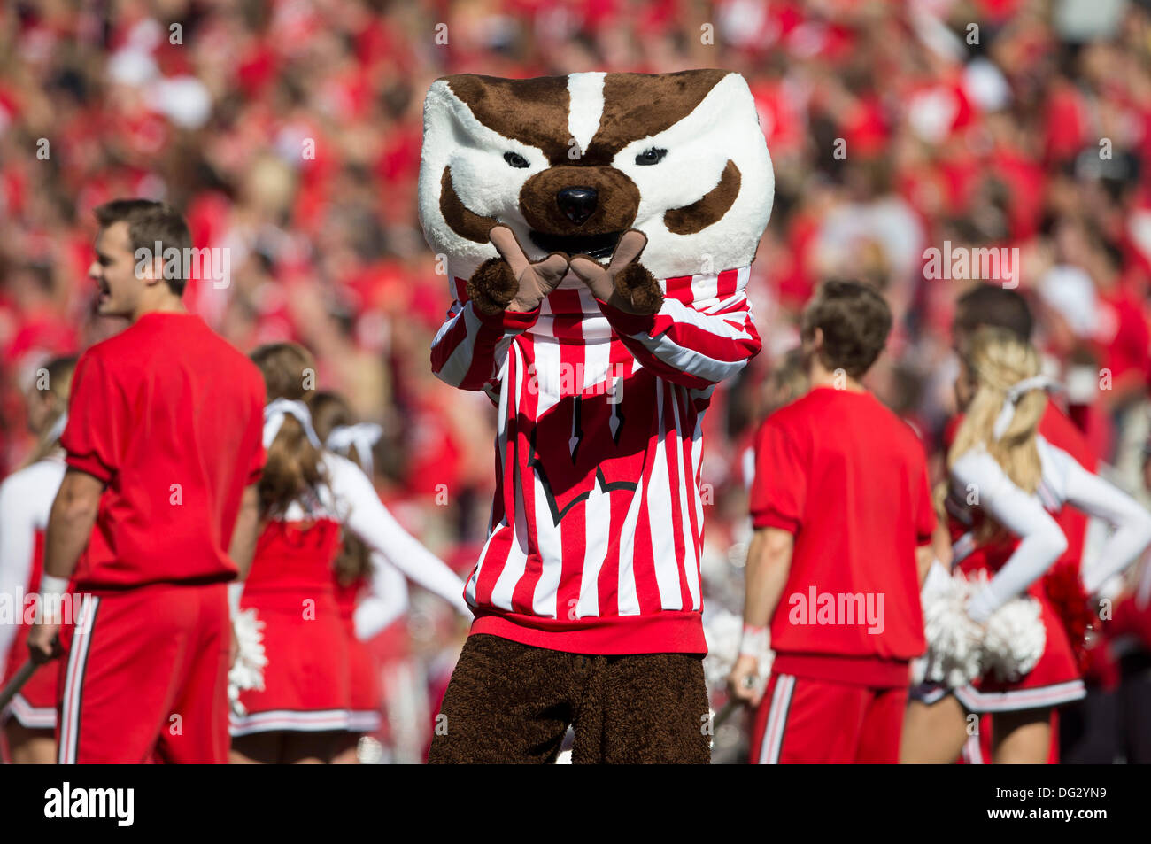 Bucky badgers hi-res stock photography and images - Alamy