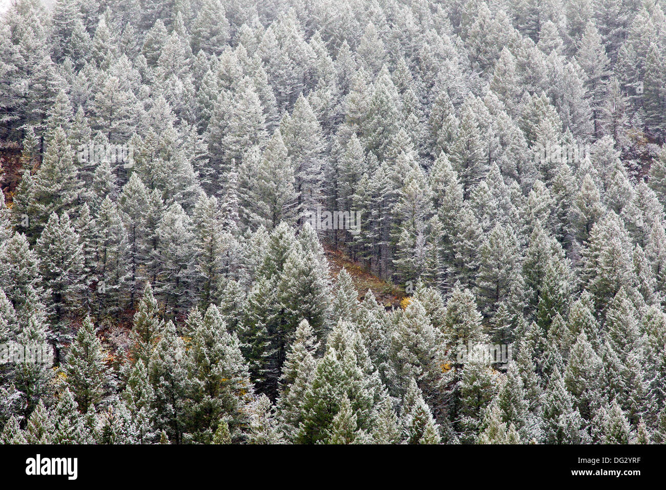 Dusting of snow hi-res stock photography and images - Alamy