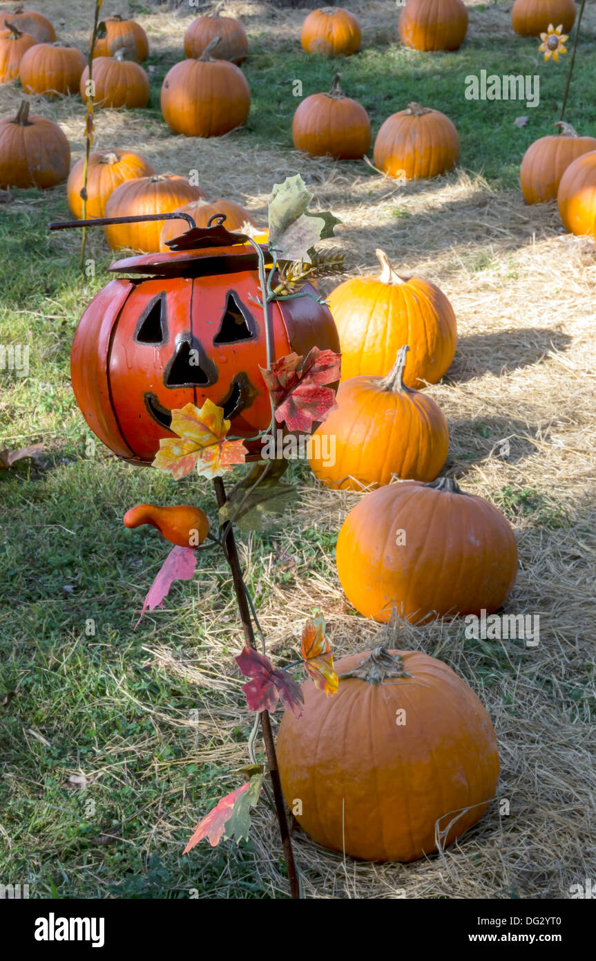 Halloween and Thanksgiving themed pumpkin-lined path with jack-o ...