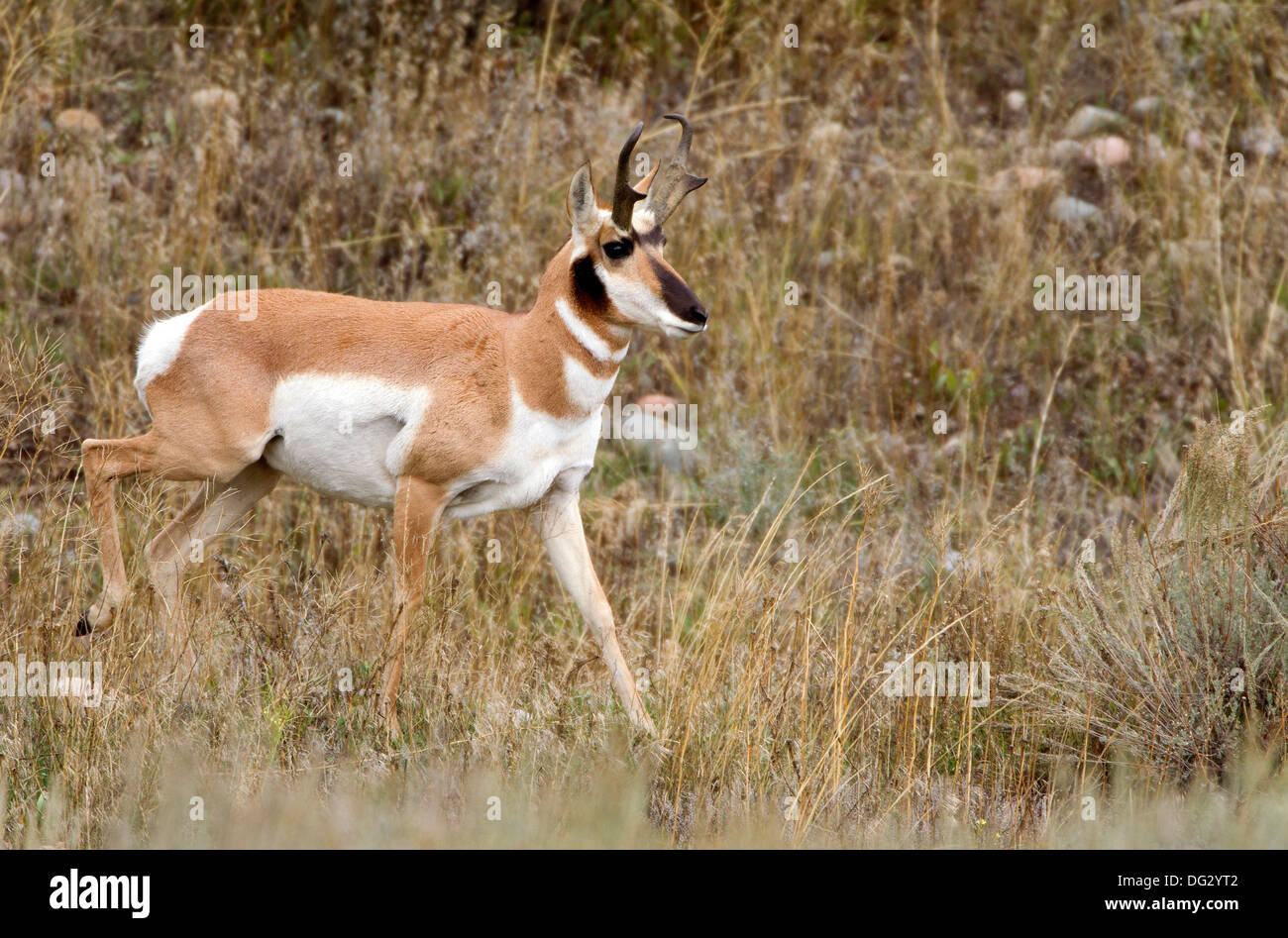Pronghorn antelope running hi-res stock photography and images - Alamy