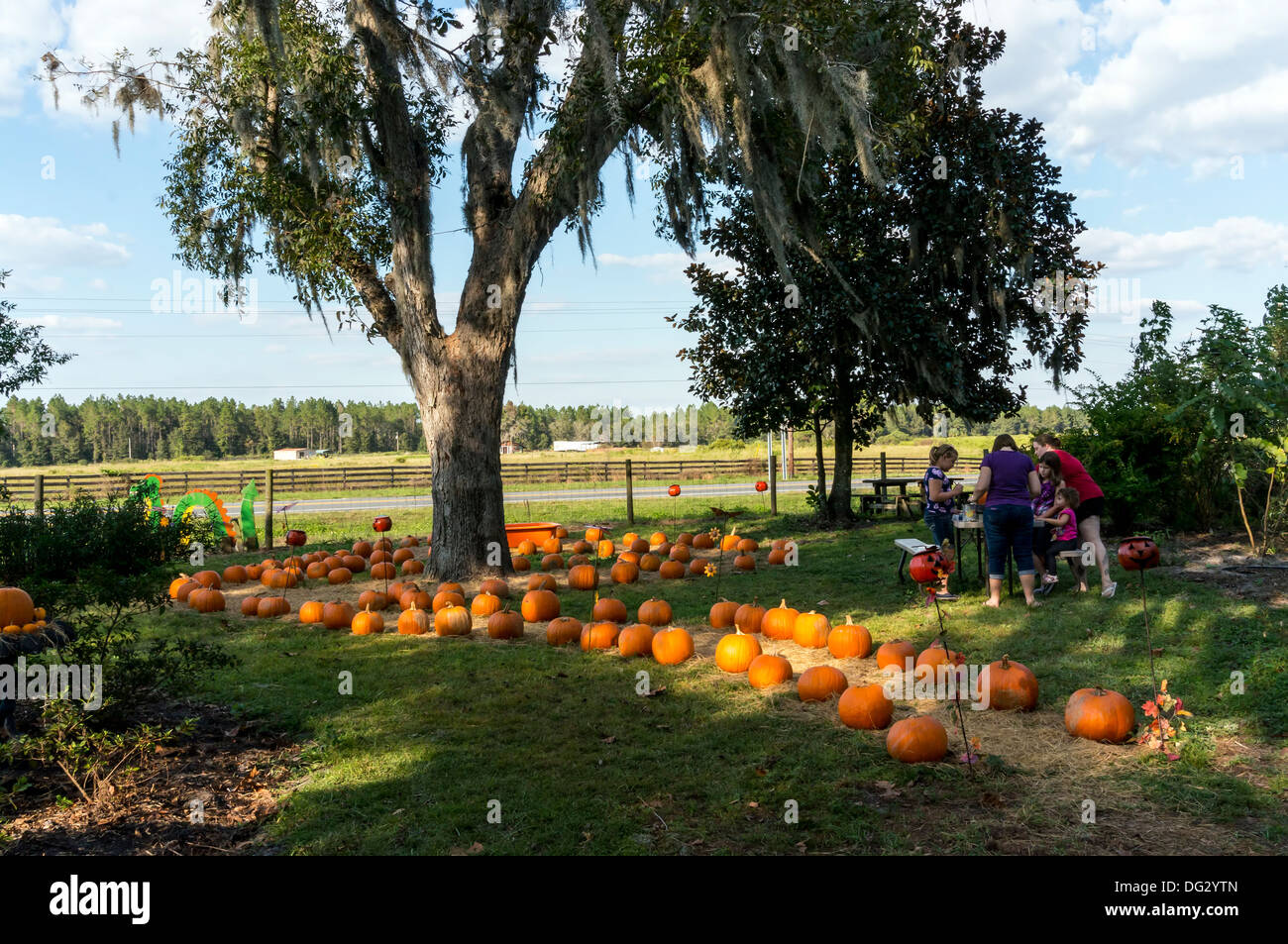 Pumpkin-lined path, women with children in a Halloween and Thanksgiving ...