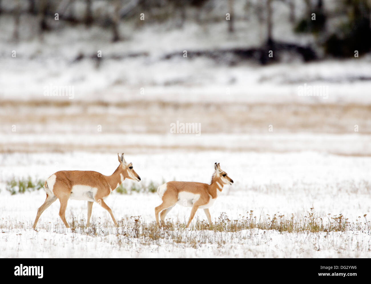 Doe walking in field hi-res stock photography and images - Alamy