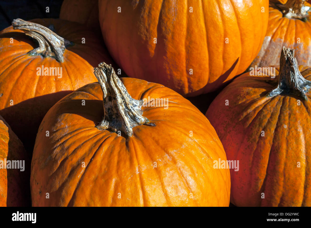 Halloween and Thanksgiving orange pumpkins [Cucurbita pepo] on display ...