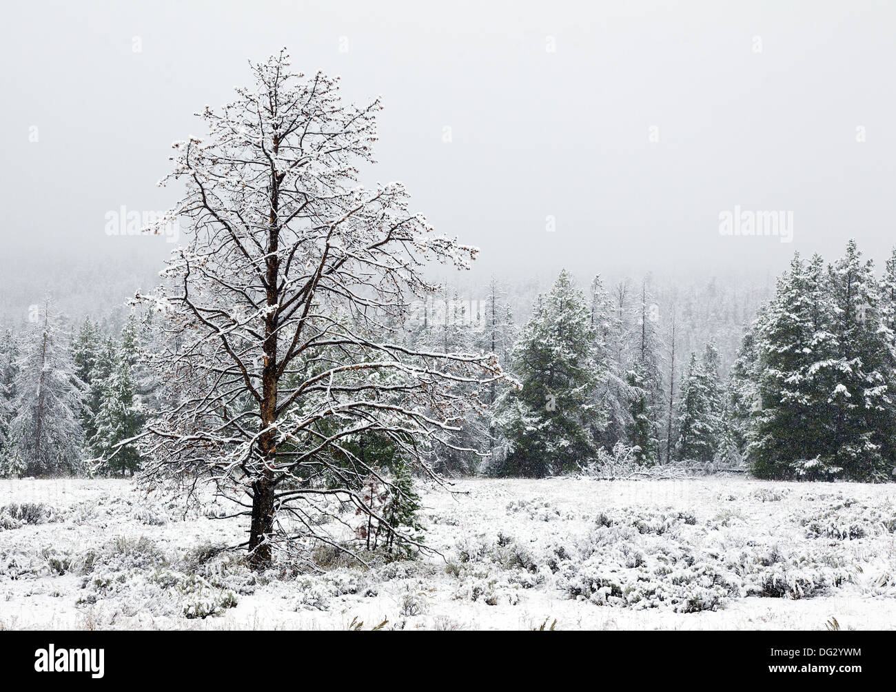 Early Fall Snow in Grand Teton National Park Stock Photo - Alamy