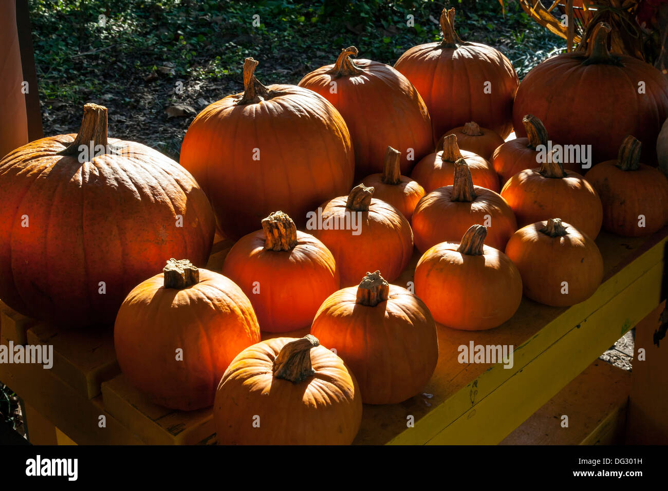 Halloween and Thanksgiving orange pumpkins [Cucurbita pepo] on display ...