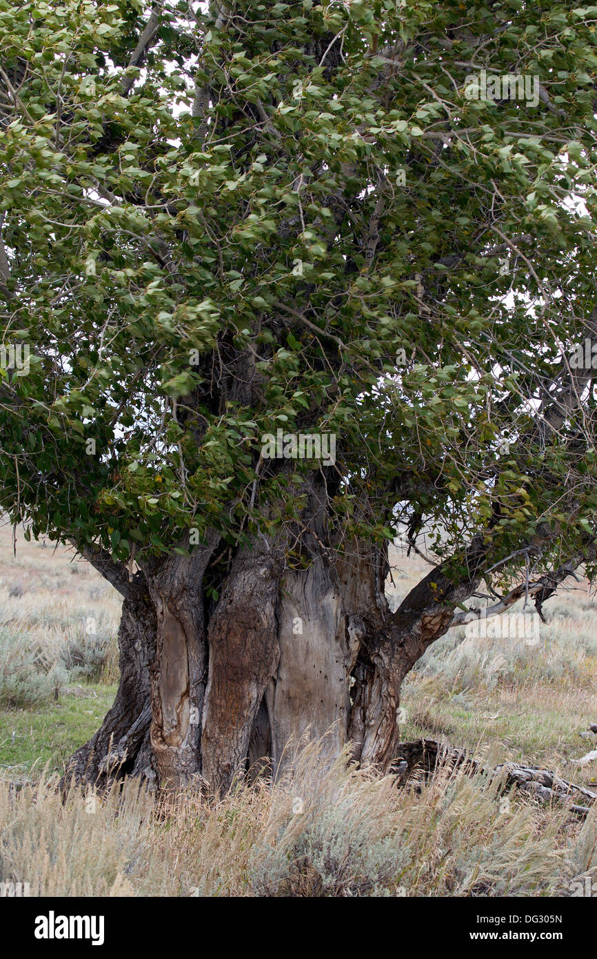 Unusual tree hi-res stock photography and images - Alamy