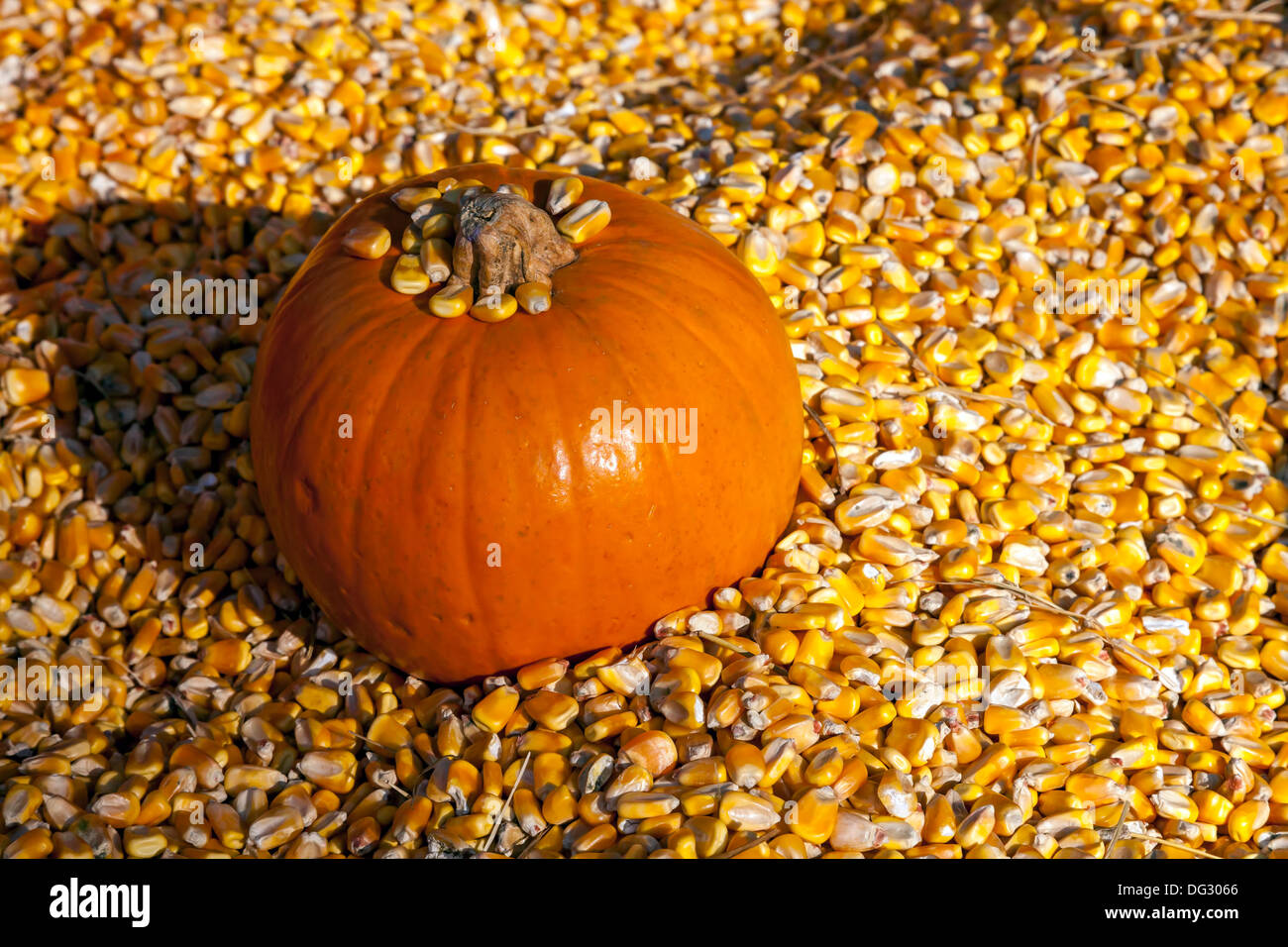 Small orange Halloween pumpkin [Cucurbita pepo] nestled in a pile of ...