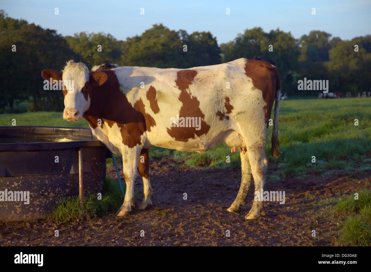 Montbeliarde cross dairy cows to improve extreme diary characteristics ...