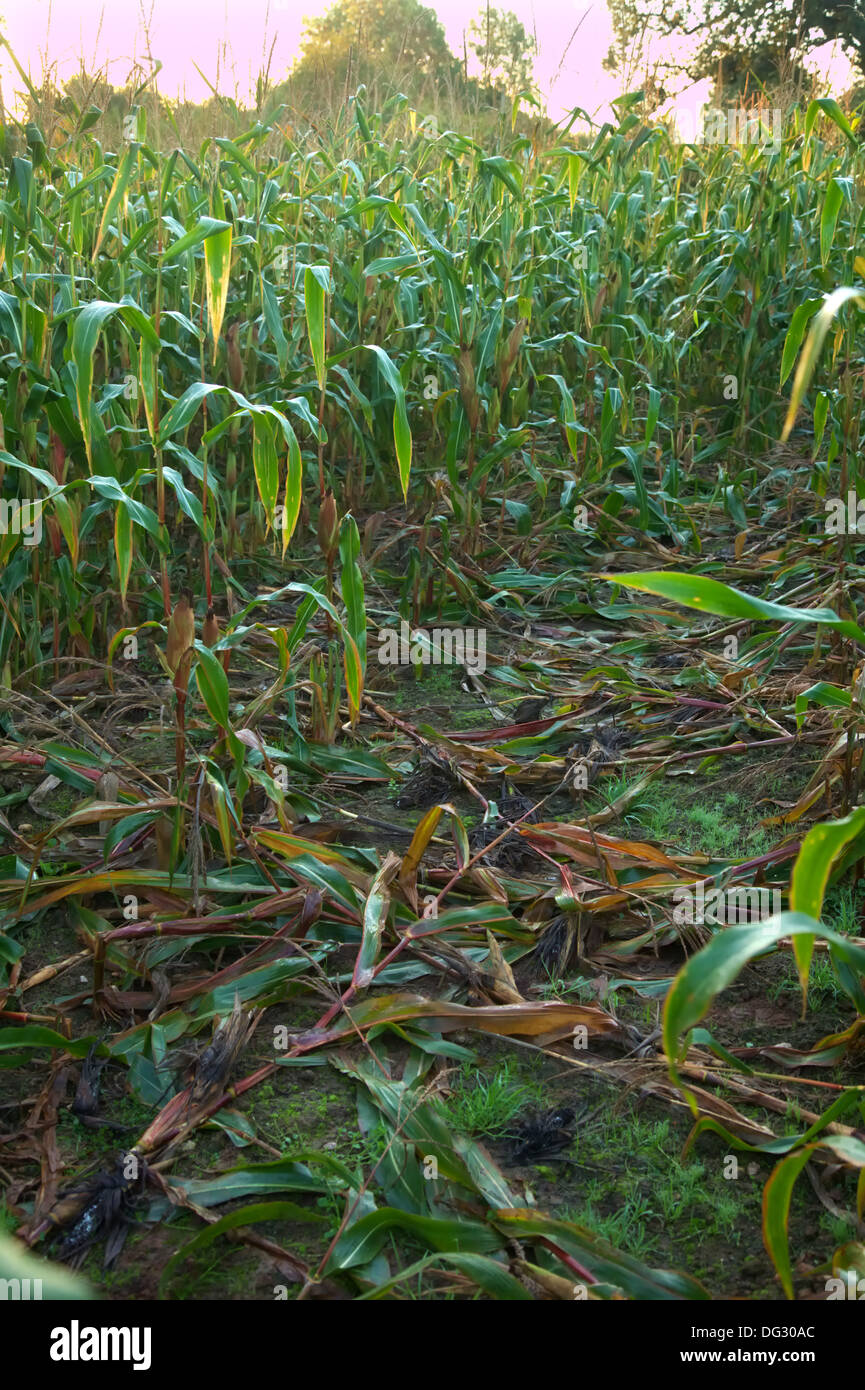 Maize foraging hi-res stock photography and images - Alamy