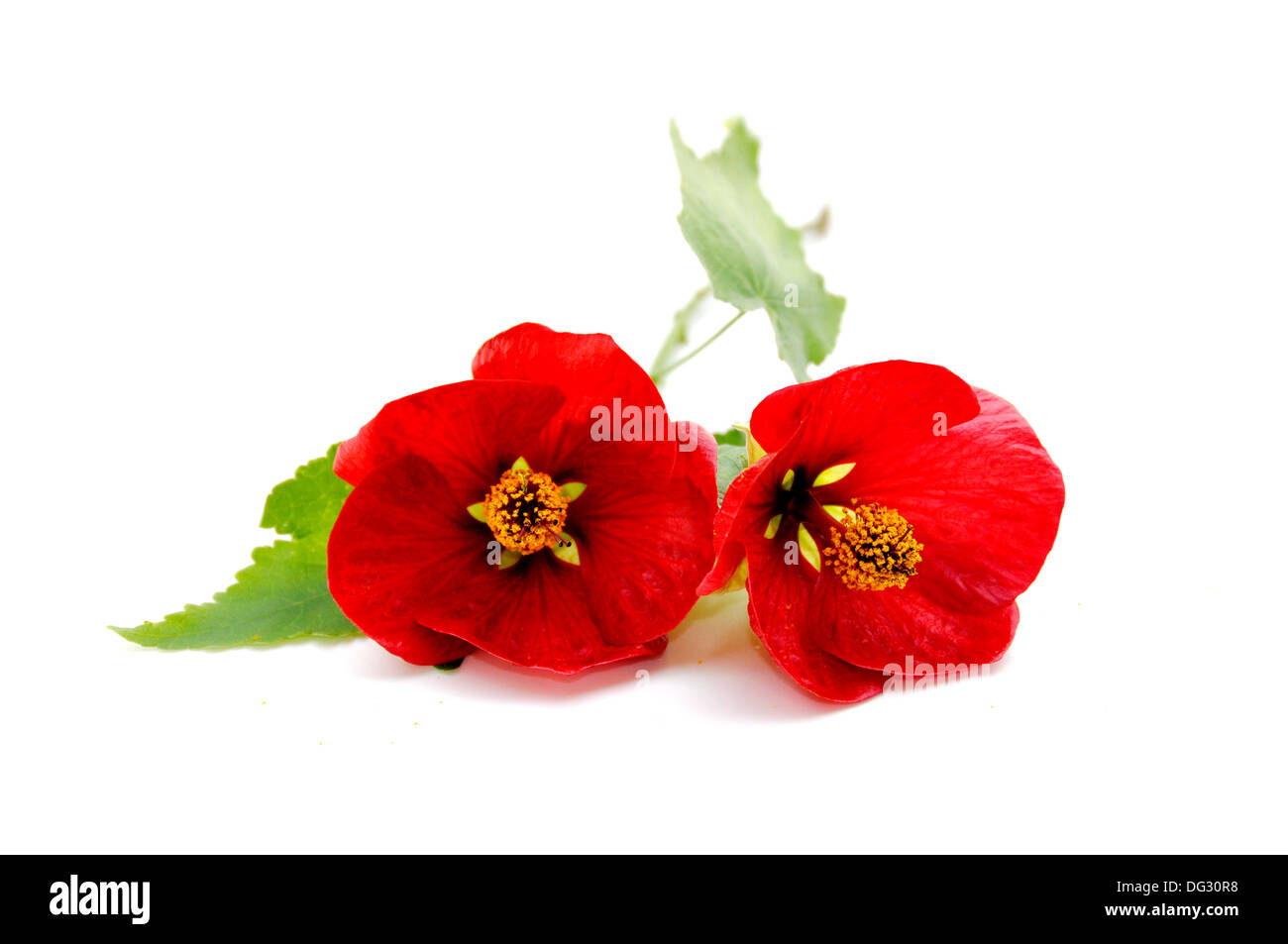 Parlor maple hi-res stock photography and images - Alamy