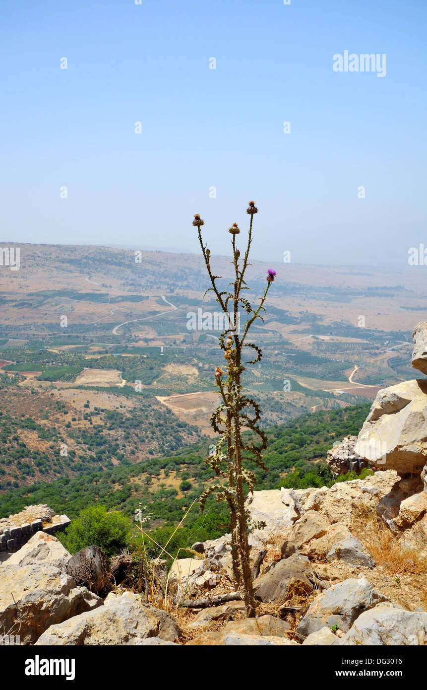 Silybum marianum israel hi-res stock photography and images - Alamy