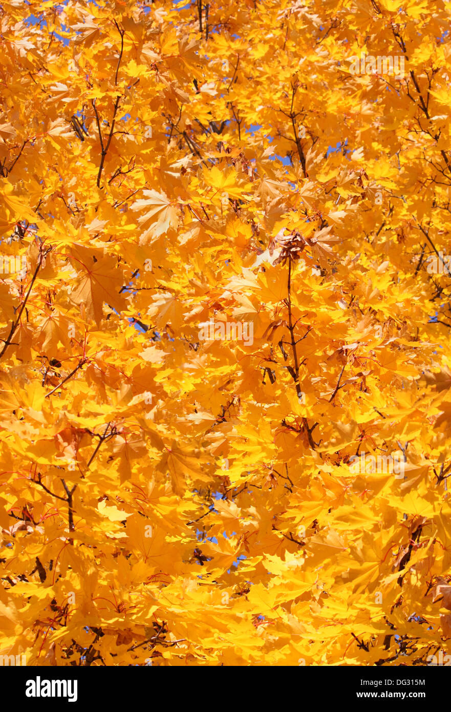Foliage background hi-res stock photography and images - Alamy