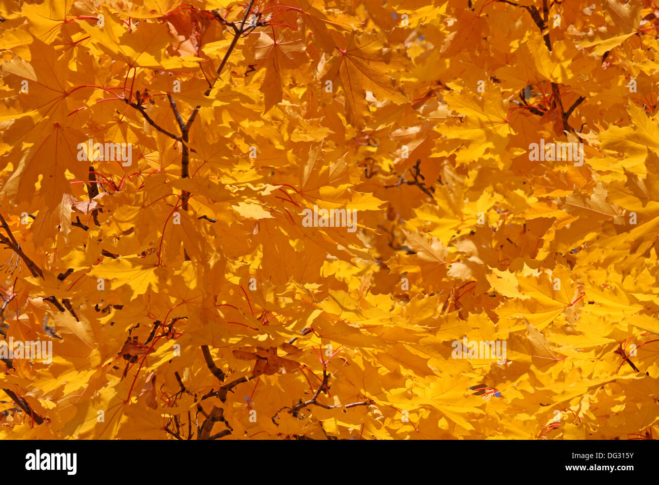 branches of maple tree at fall Stock Photo - Alamy