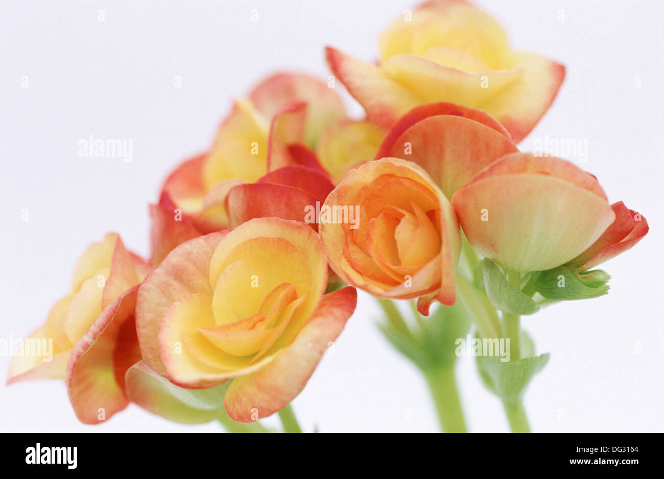 Begonia Multiflora High Resolution Stock Photography and Images - Alamy