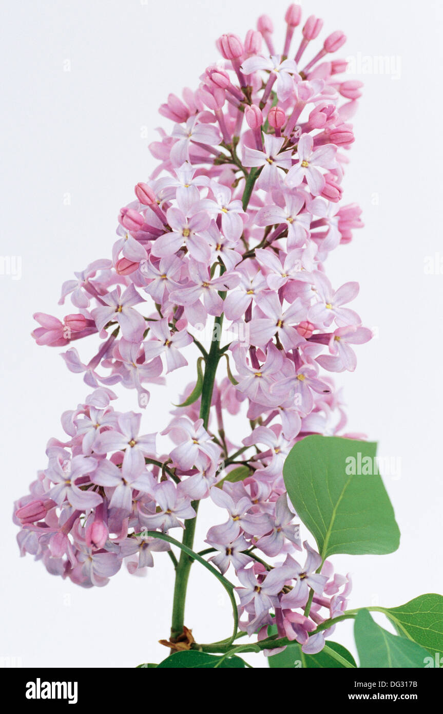 Common Purple Lilac (Syringa vulgaris Stock Photo - Alamy