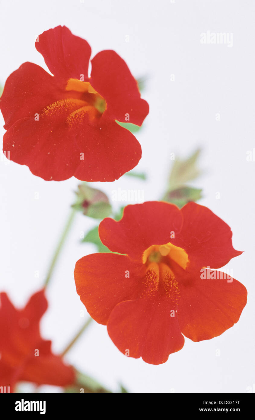 Monkey and flowers hi-res stock photography and images - Alamy