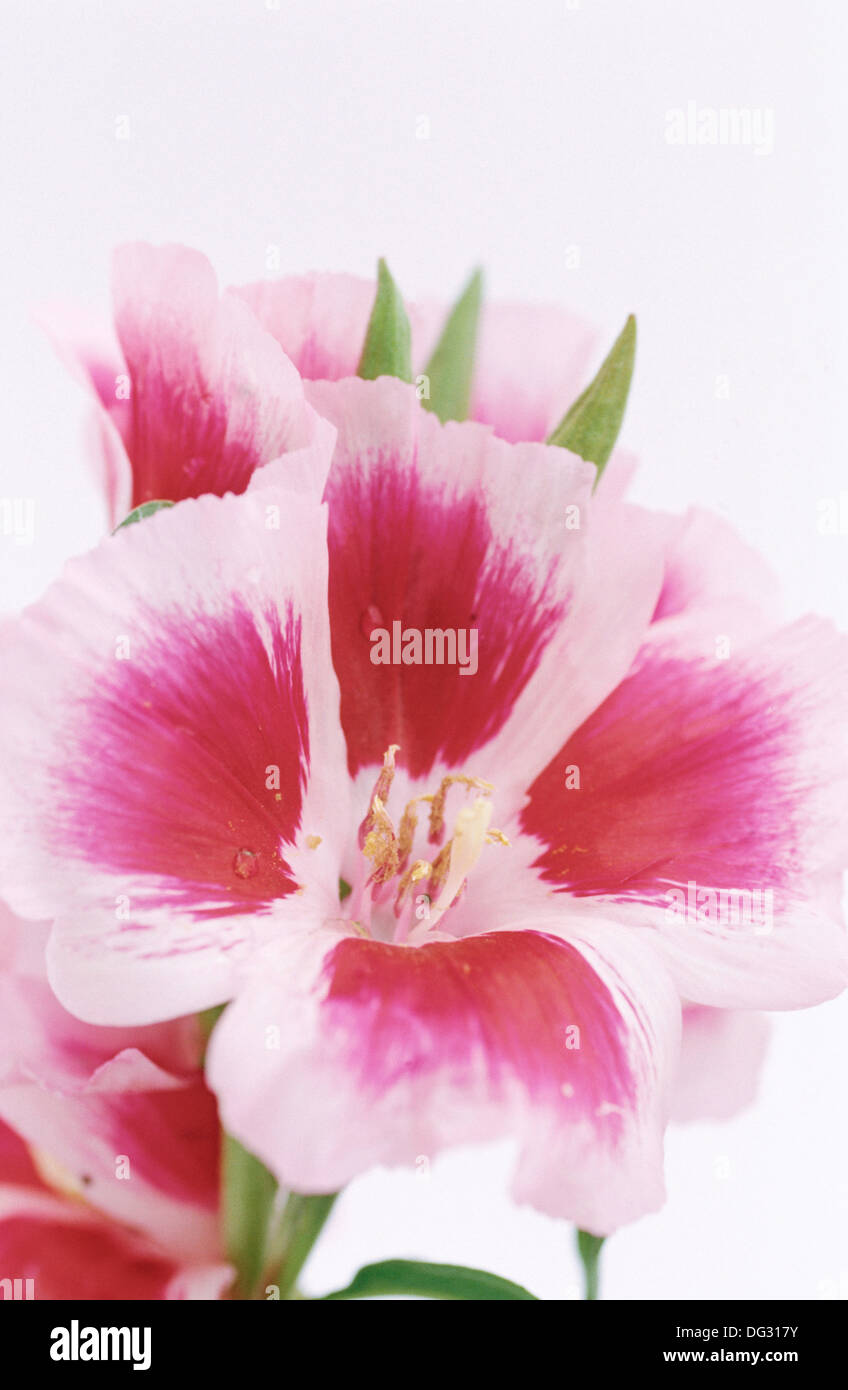 Godetia grandiflora hi-res stock photography and images - Alamy