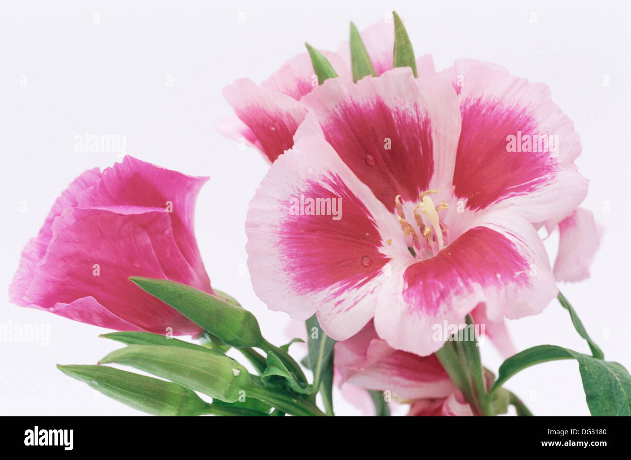 Godetia grandiflora hi-res stock photography and images - Alamy