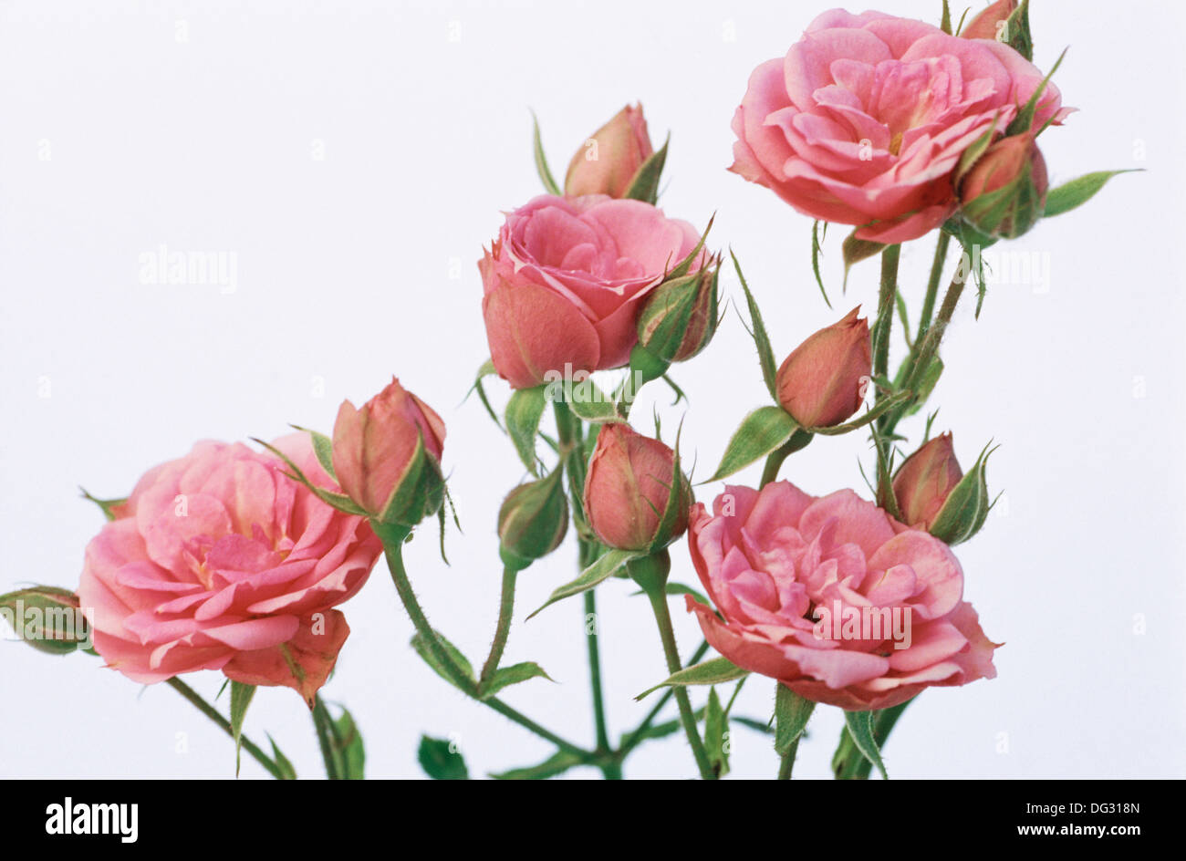 Roses rosa sp hi-res stock photography and images - Alamy