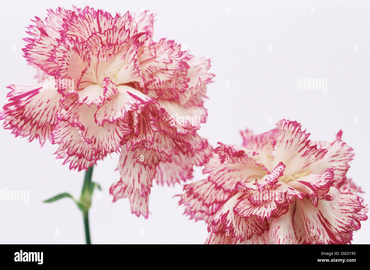 Two color carnations hi-res stock photography and images - Alamy