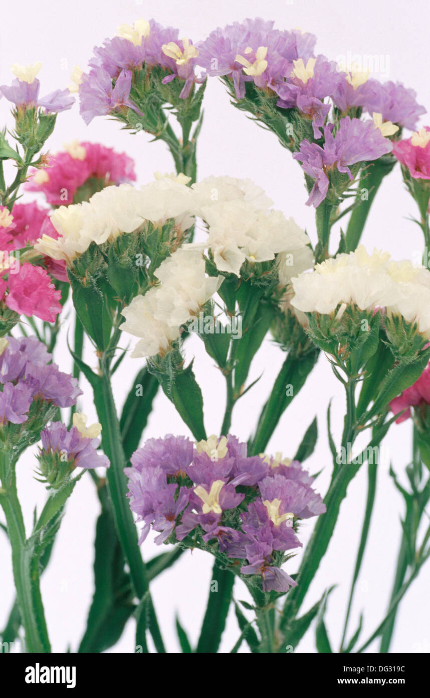 Sinuata statice hi-res stock photography and images - Alamy