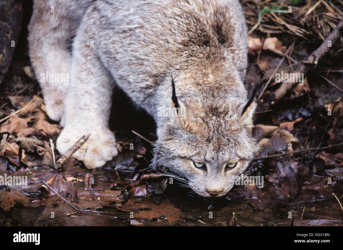 Lynx felis canadensis hi-res stock photography and images - Alamy