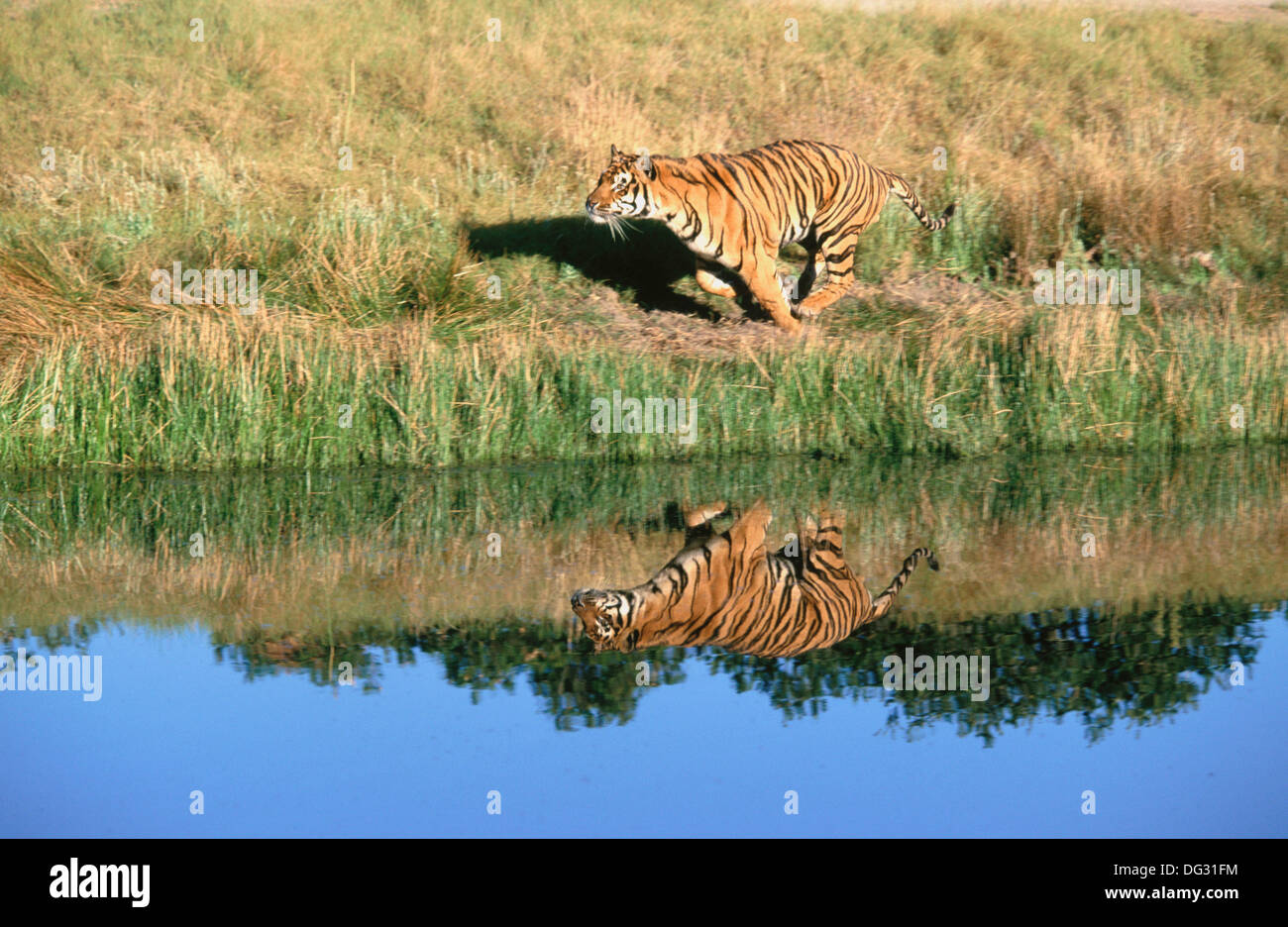 Cat Reflection Mirror Tiger High Resolution Stock Photography and ...