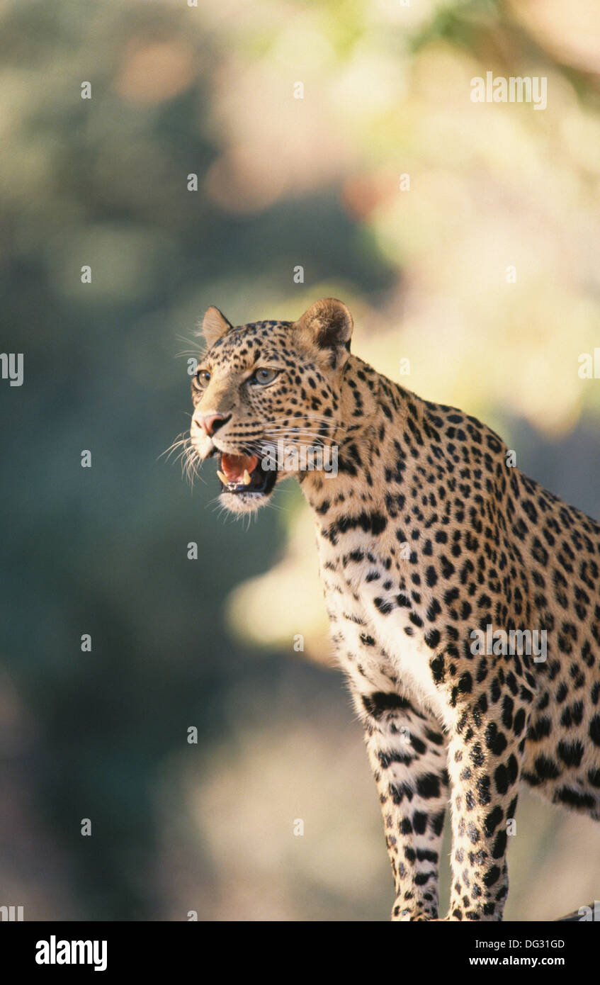 Leopard (Panthera pardus Stock Photo - Alamy
