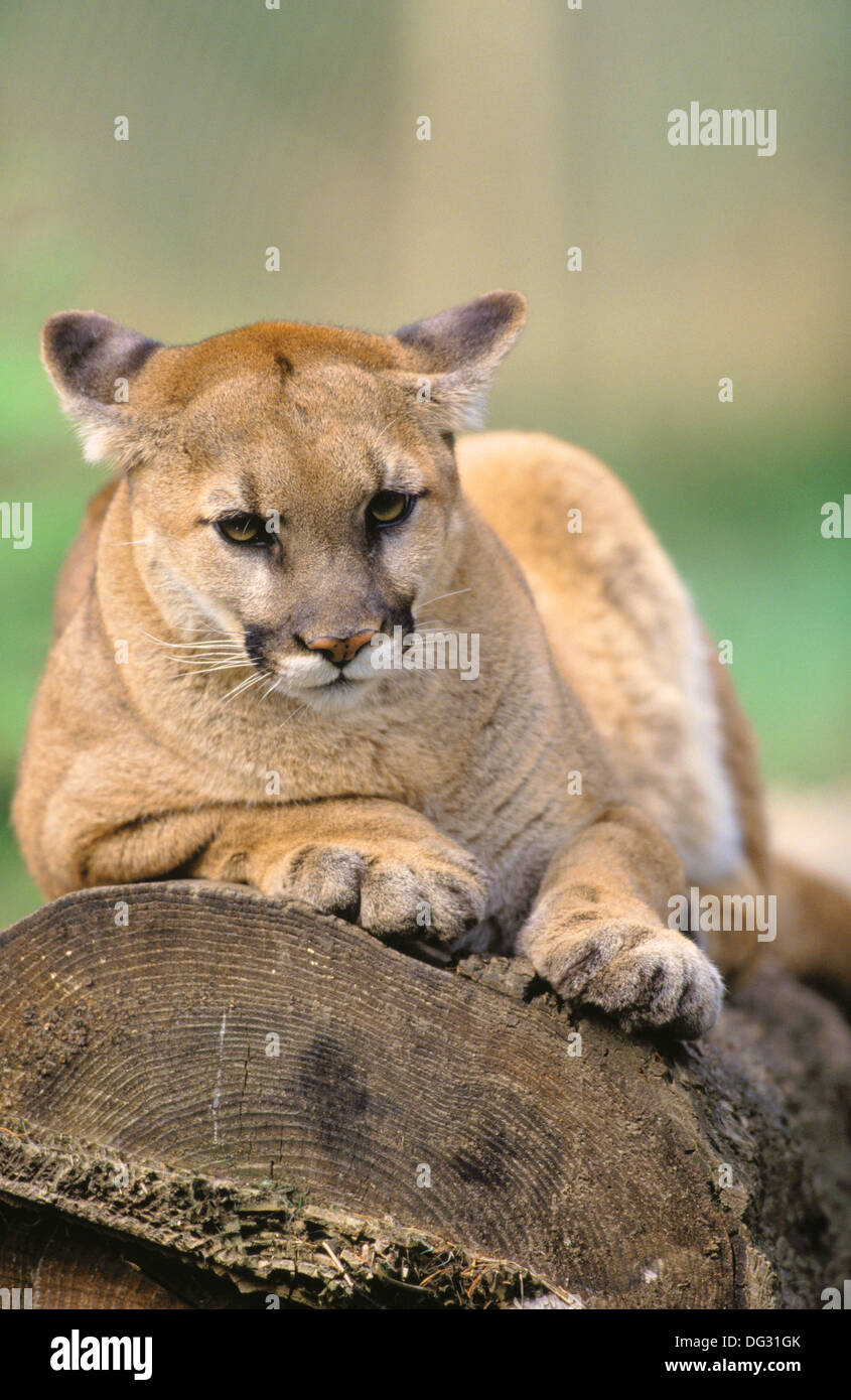Mountain lion puma concolor lying down hi-res stock photography and ...