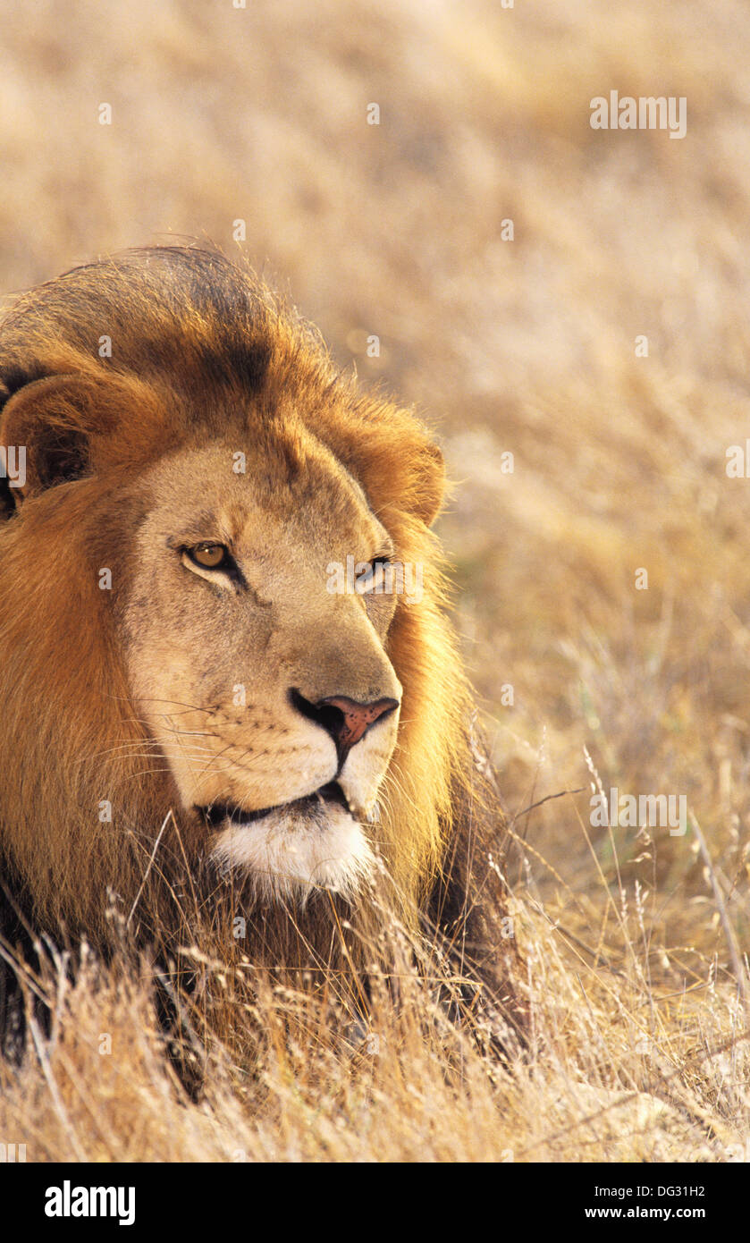 Lion menace hi-res stock photography and images - Alamy