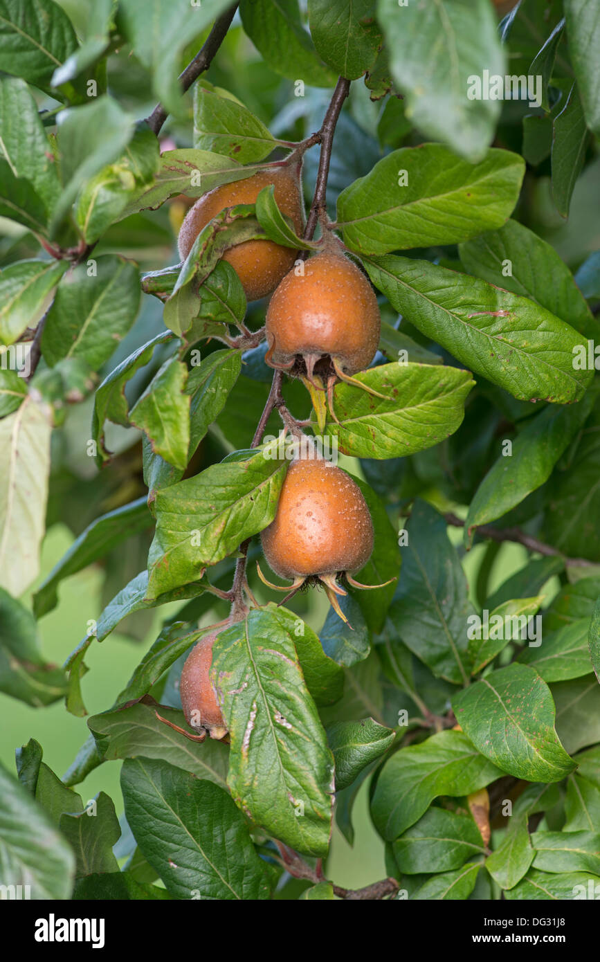 Iranian medlar hi-res stock photography and images - Alamy