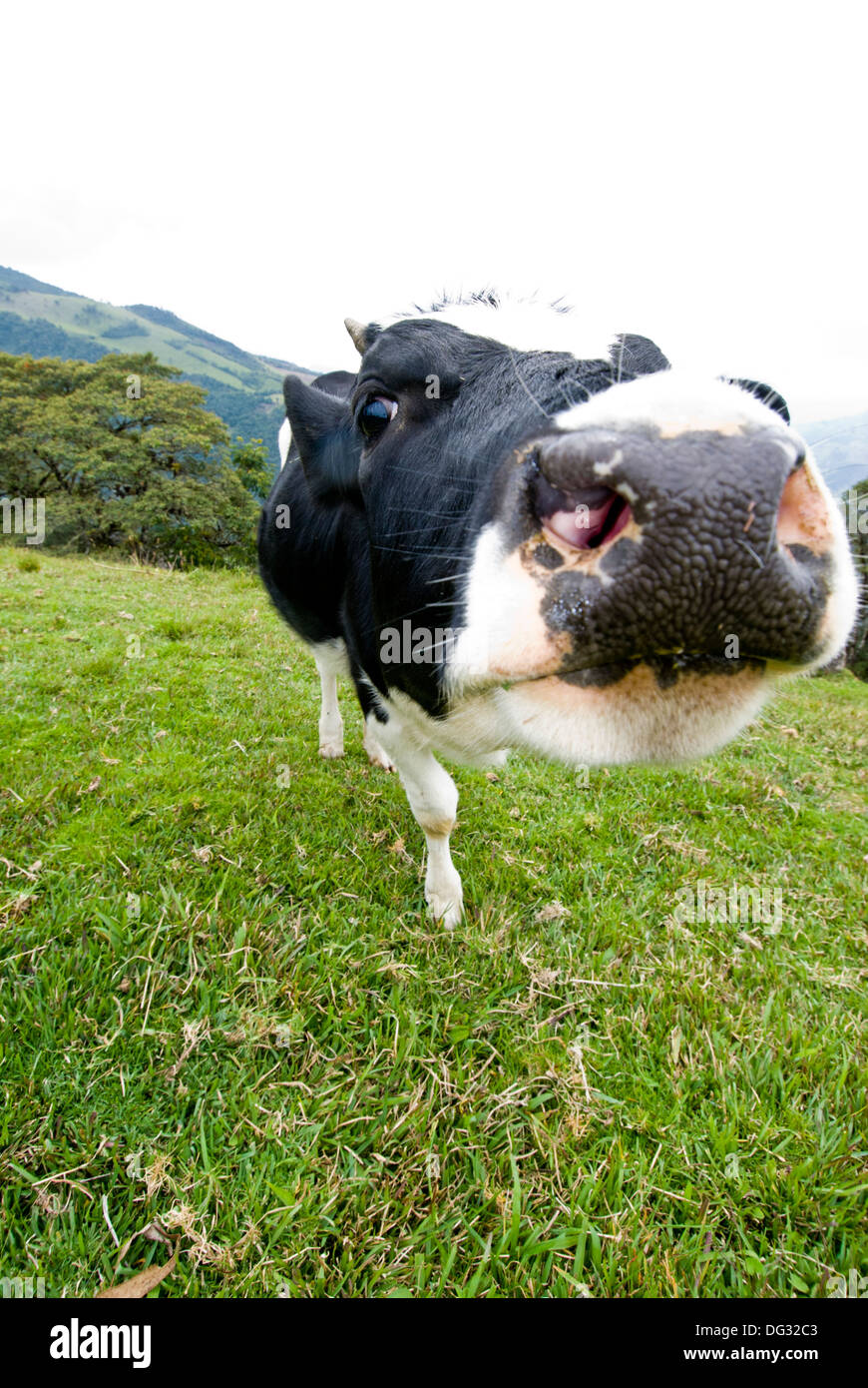 Distorted cow nose hi-res stock photography and images - Alamy