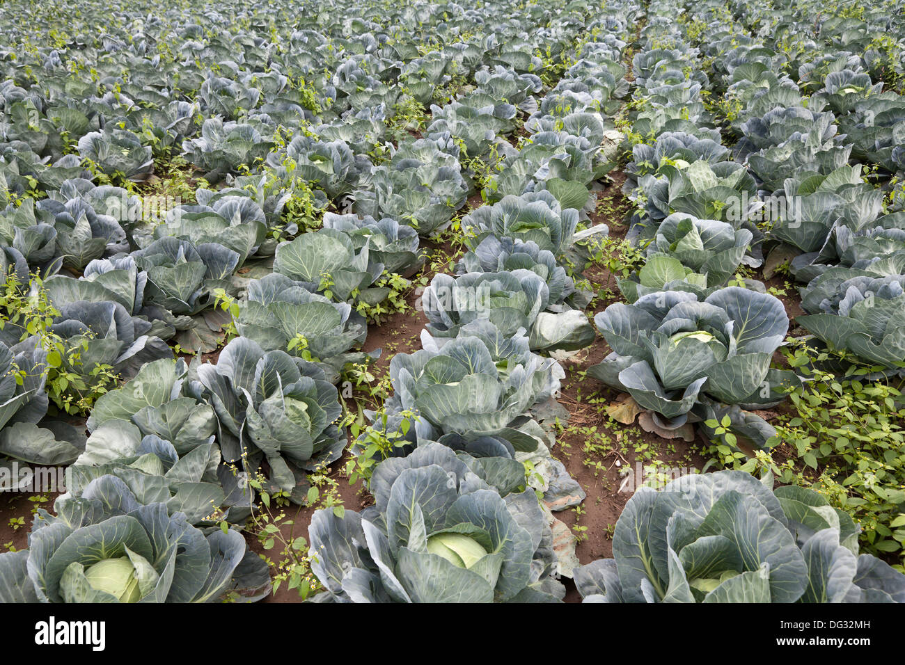 Cabbage field hi-res stock photography and images - Alamy