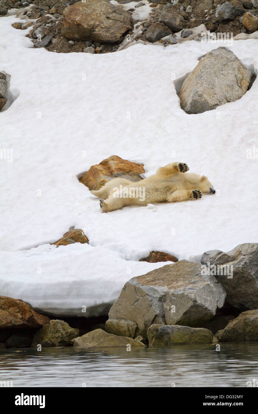 Female Polar Bear High Resolution Stock Photography and Images - Alamy