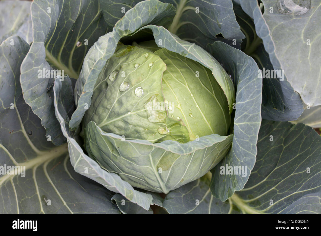 White cabbage head in a field Stock Photo - Alamy