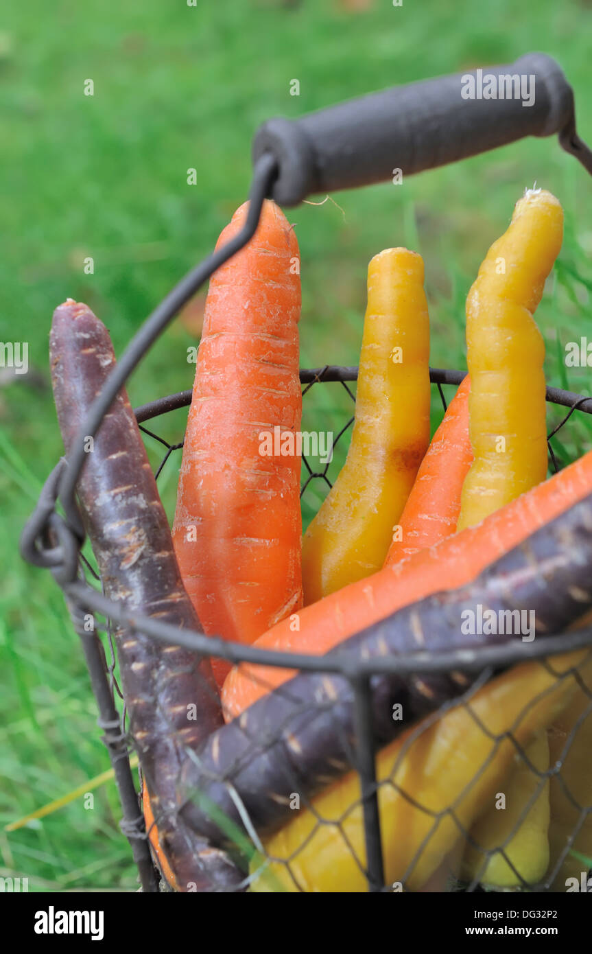 carrots of different colors in a metal basket Stock Photo - Alamy